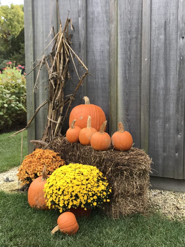 Top Five Reasons to Love Beach Plum Farm ⋆